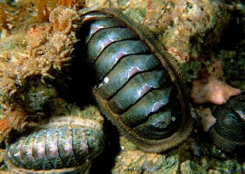 多板纲 Polyplacophora 蓝色动物学（中国动物学科普）